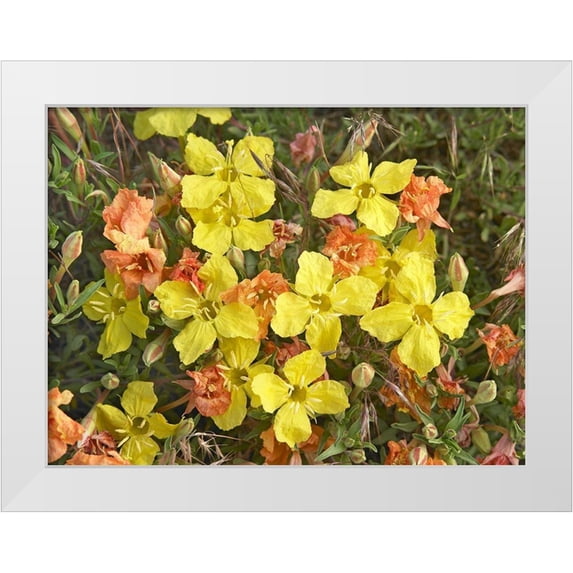 Fitzharris, Tim 14x12 White Modern Wood Framed Museum Art Print Titled ...