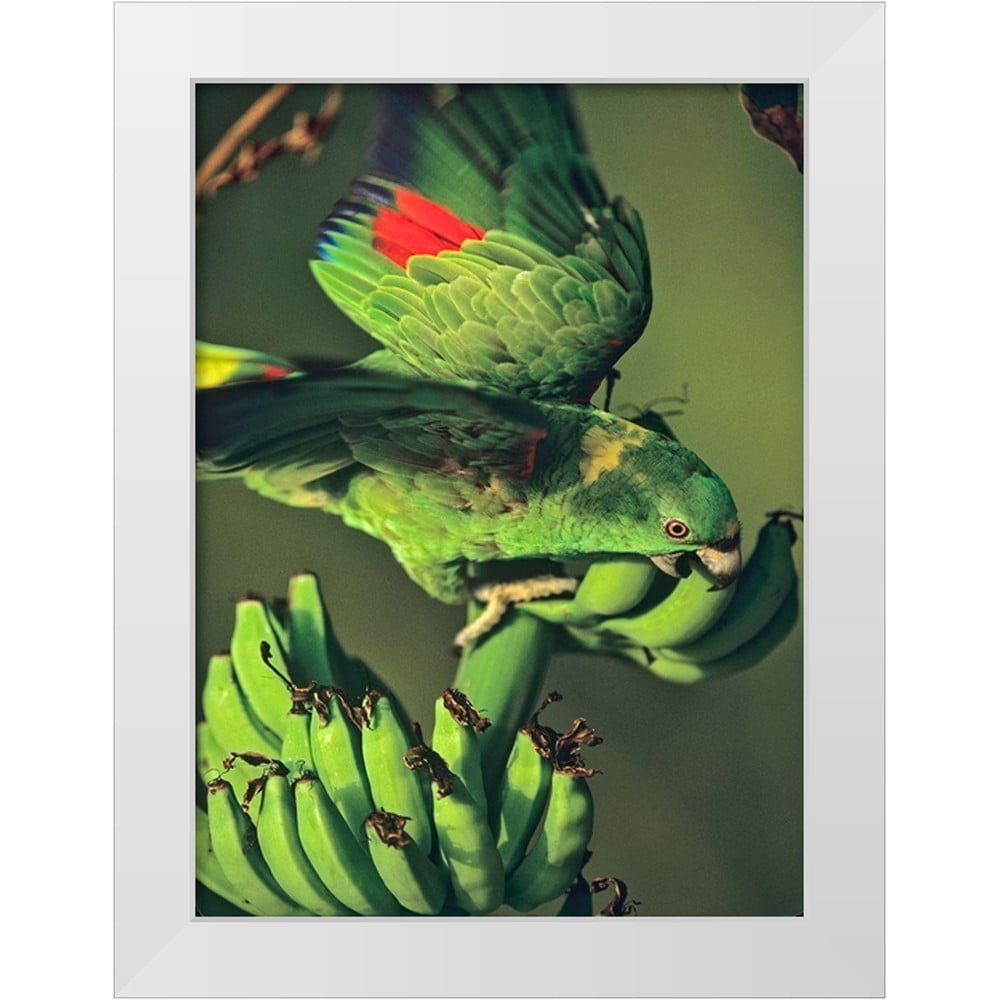 Fitzharris, Tim 14x18 White Modern Wood Framed Museum Art Print Titled ...