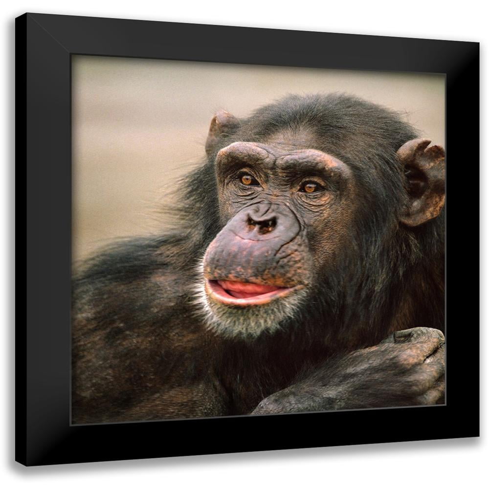 Fitzharris, Tim 15x15 Black Modern Framed Museum Art Print Titled ...