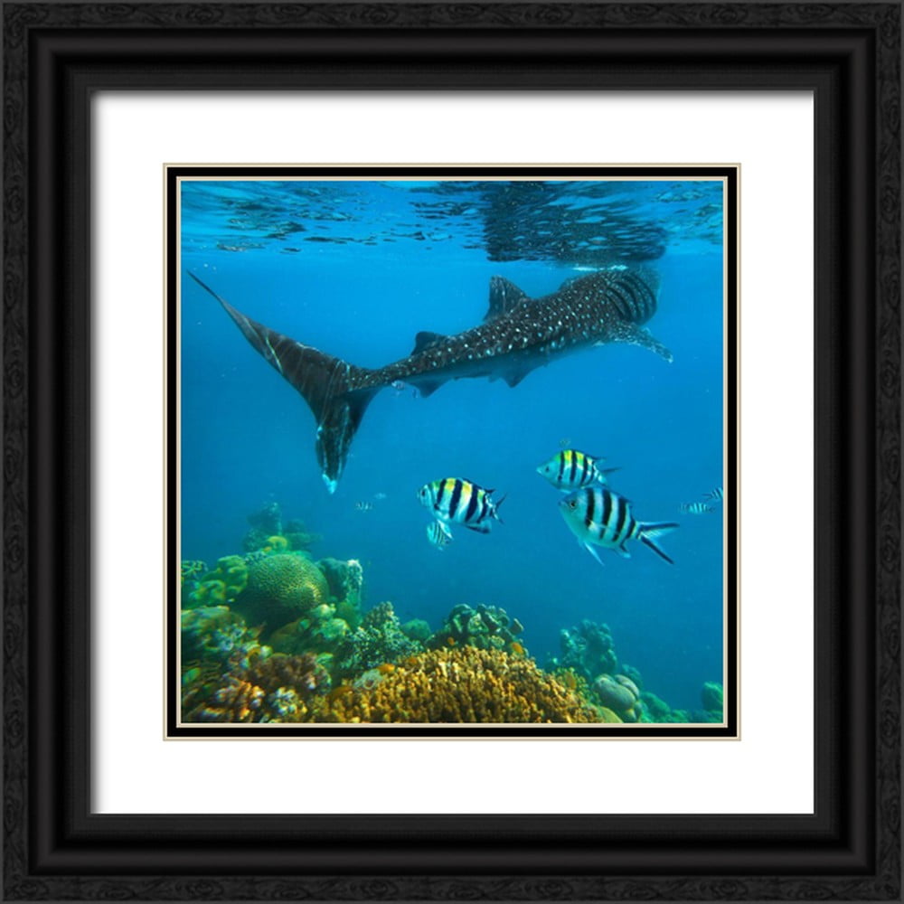 Fitzharris, Tim 15x15 Black Ornate Wood Framed with Double Matting ...