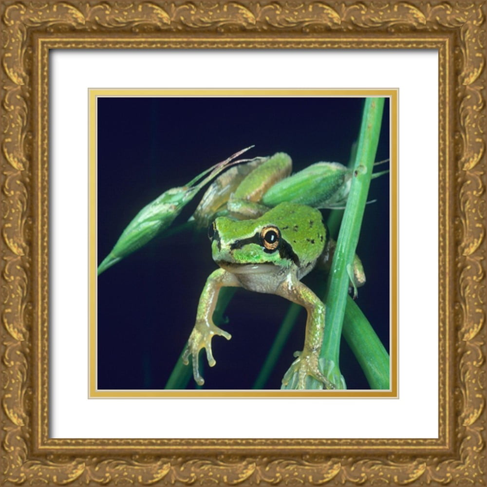 Fitzharris, Tim 15x15 Gold Ornate Wood Framed with Double Matting ...