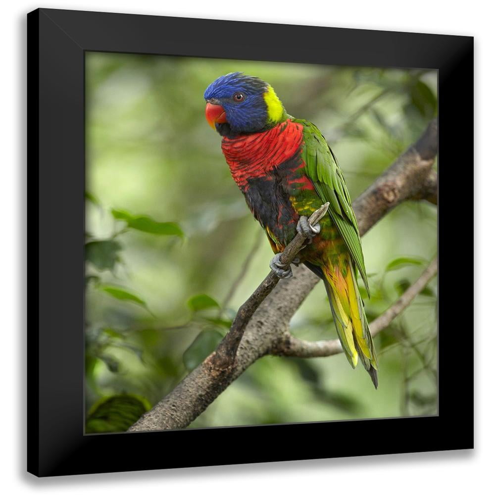 Fitzharris, Tim 15x16 Black Modern Framed Museum Art Print Titled ...