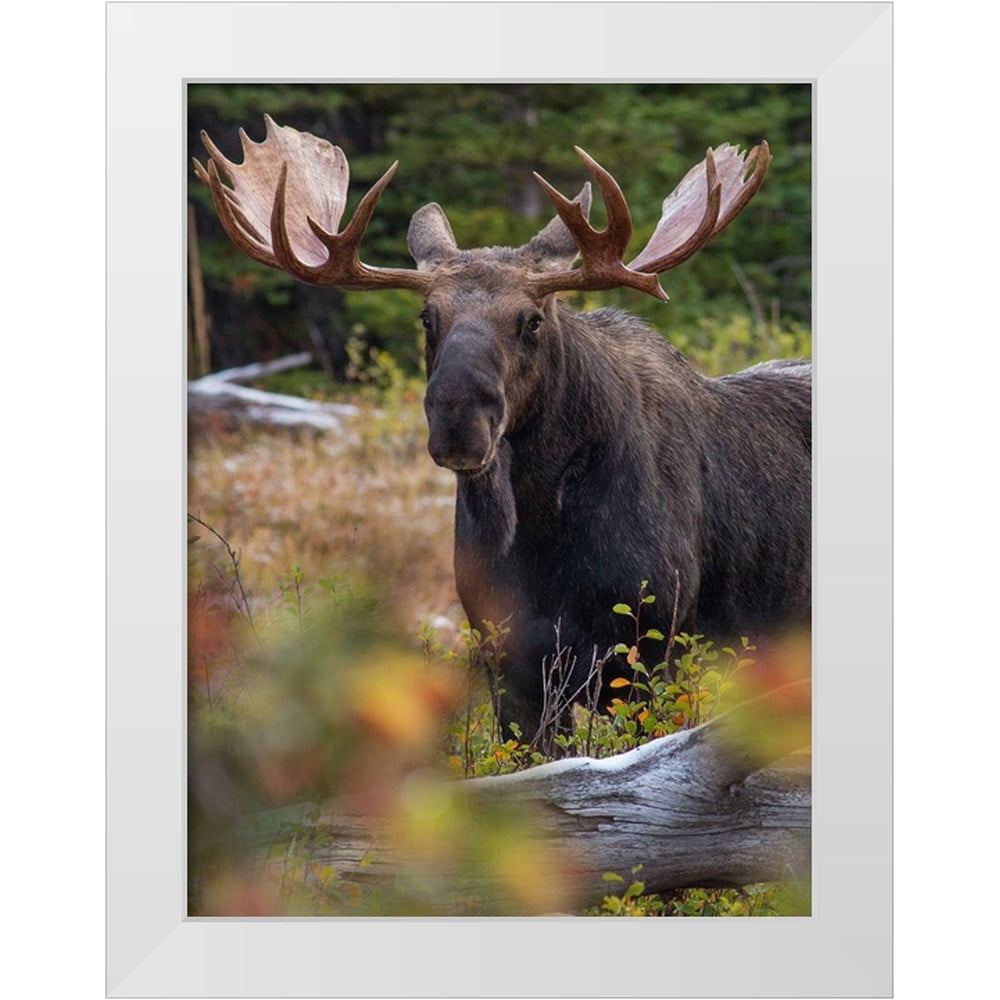 Fitzharris, Tim 15x18 White Modern Wood Framed Museum Art Print Titled ...