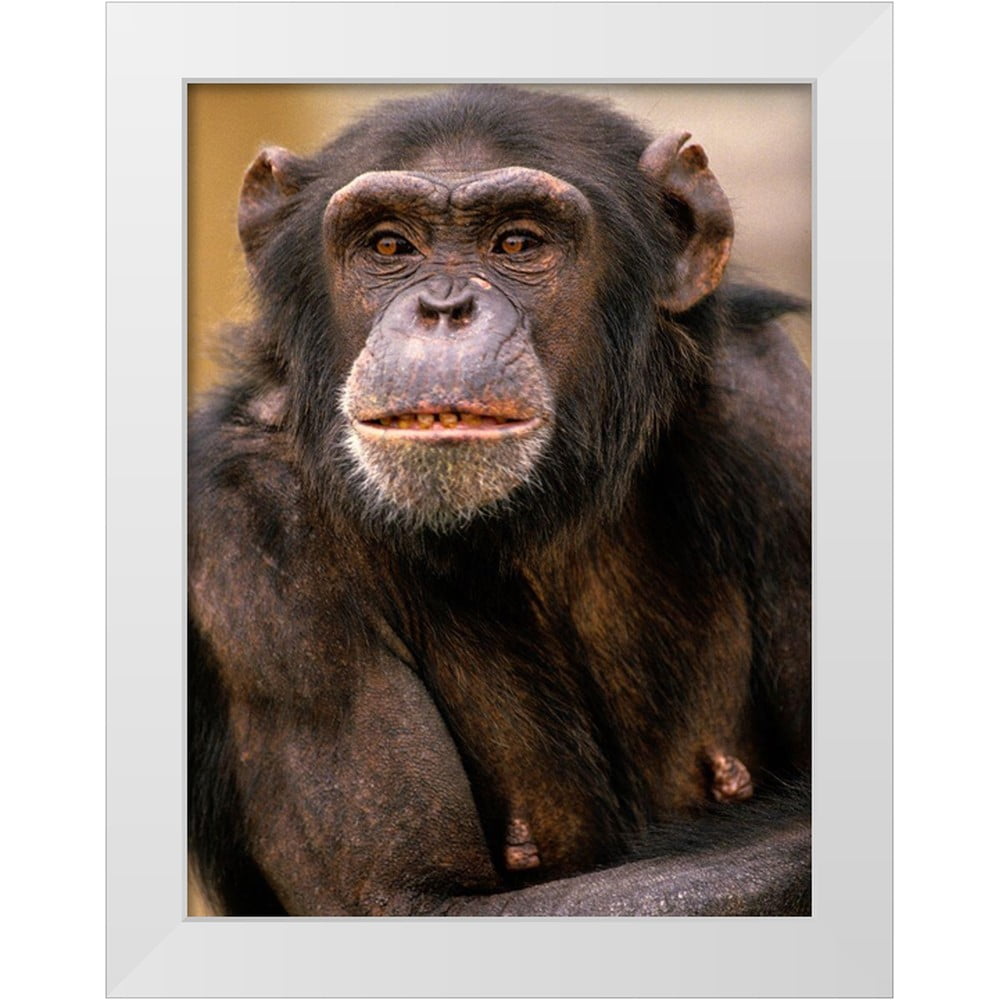 Fitzharris, Tim 15x18 White Modern Wood Framed Museum Art Print Titled ...