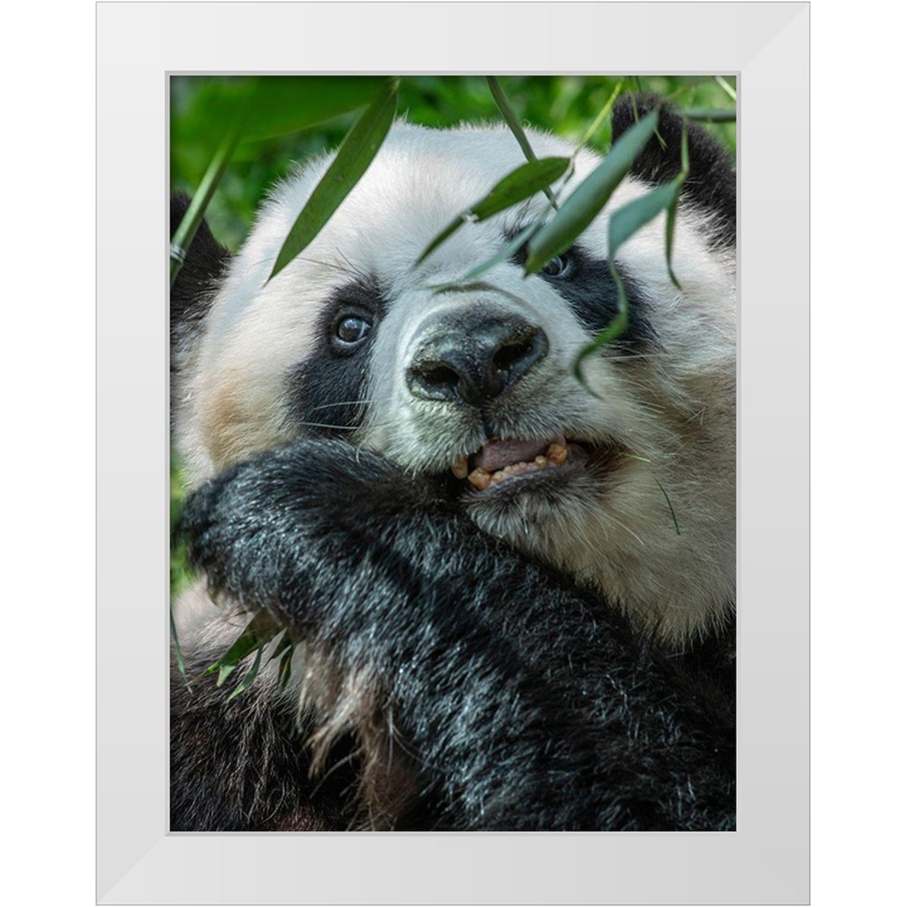 Fitzharris, Tim 15x18 White Modern Wood Framed Museum Art Print Titled ...