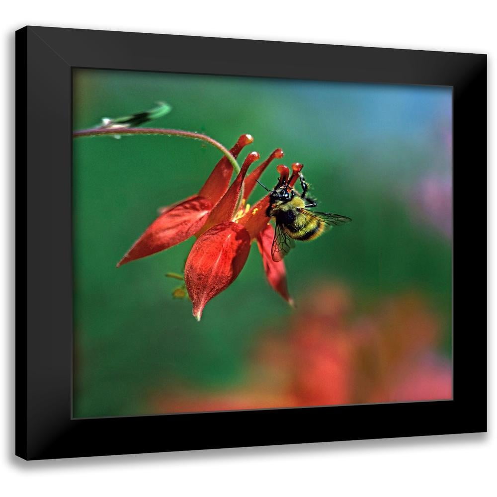 Fitzharris, Tim 16x15 Black Modern Framed Museum Art Print Titled - Bee ...
