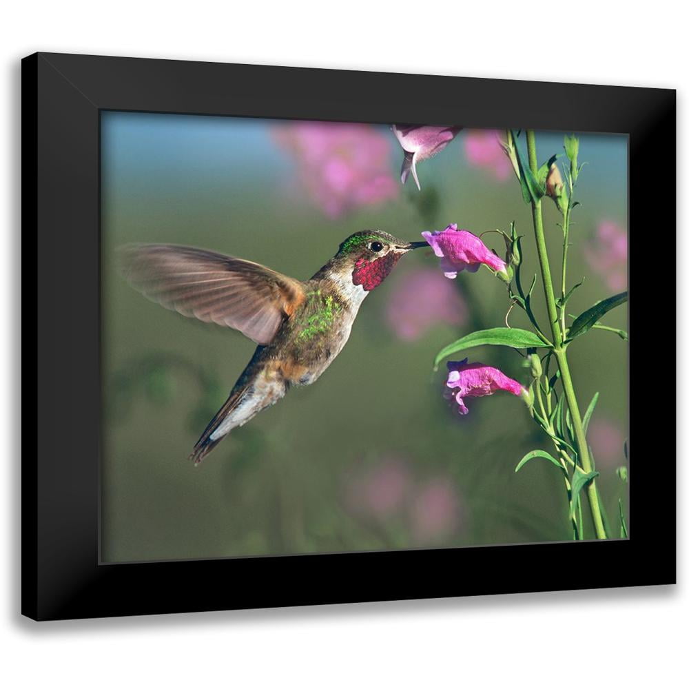 Fitzharris, Tim 17x15 Black Modern Framed Museum Art Print Titled ...