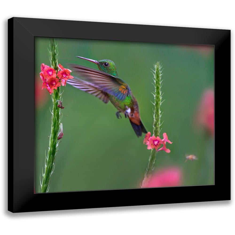 Fitzharris, Tim 17x15 Black Modern Framed Museum Art Print Titled ...