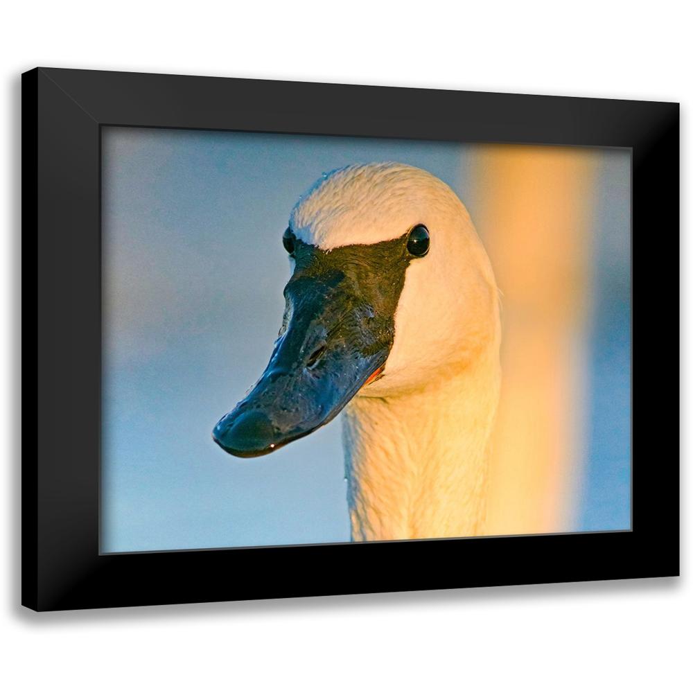 Fitzharris, Tim 17x15 Black Modern Framed Museum Art Print Titled ...