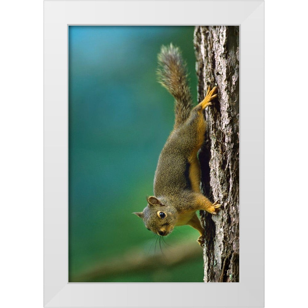 Fitzharris, Tim 17x24 White Modern Wood Framed Museum Art Print Titled - Red Squirrel on trunk ...