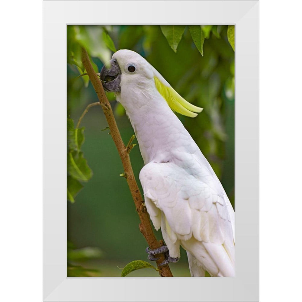 Fitzharris, Tim 17x24 White Modern Wood Framed Museum Art Print Titled ...