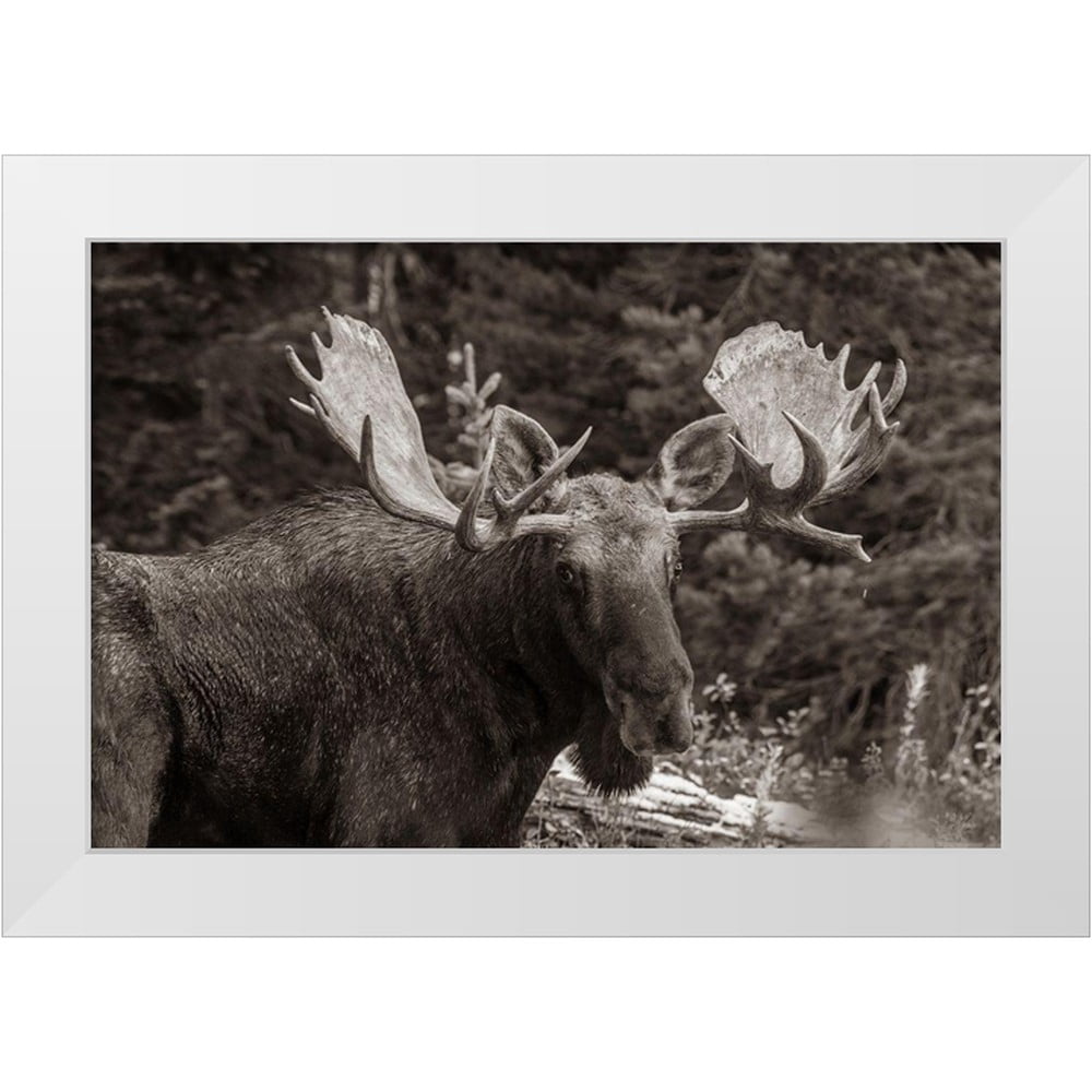 Fitzharris, Tim 18x13 White Modern Wood Framed Museum Art Print Titled ...