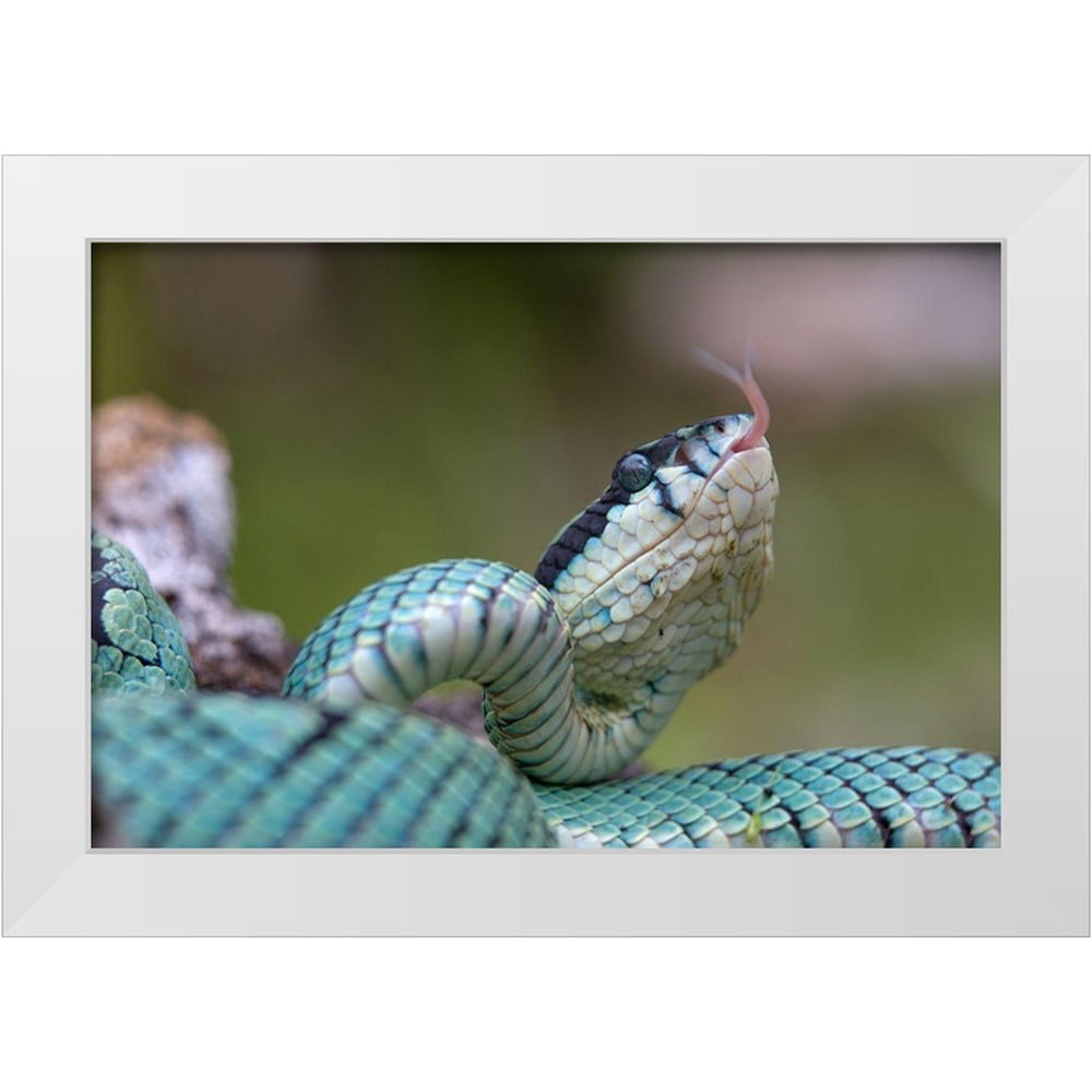 Fitzharris, Tim 18x13 White Modern Wood Framed Museum Art Print Titled ...