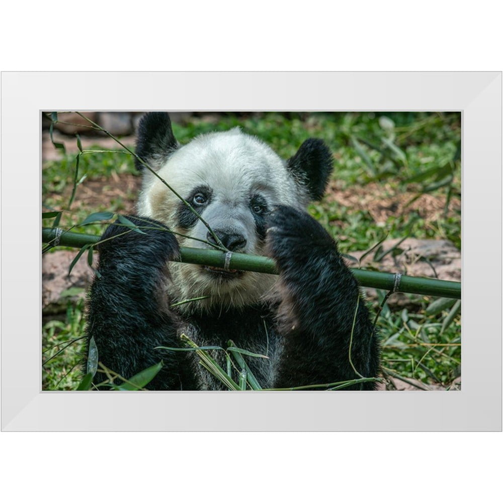 Fitzharris, Tim 18x13 White Modern Wood Framed Museum Art Print Titled ...