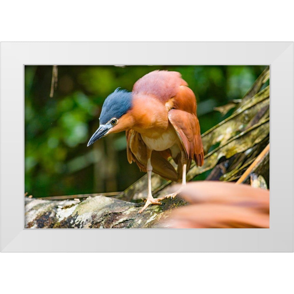 Fitzharris, Tim 18x13 White Modern Wood Framed Museum Art Print Titled ...