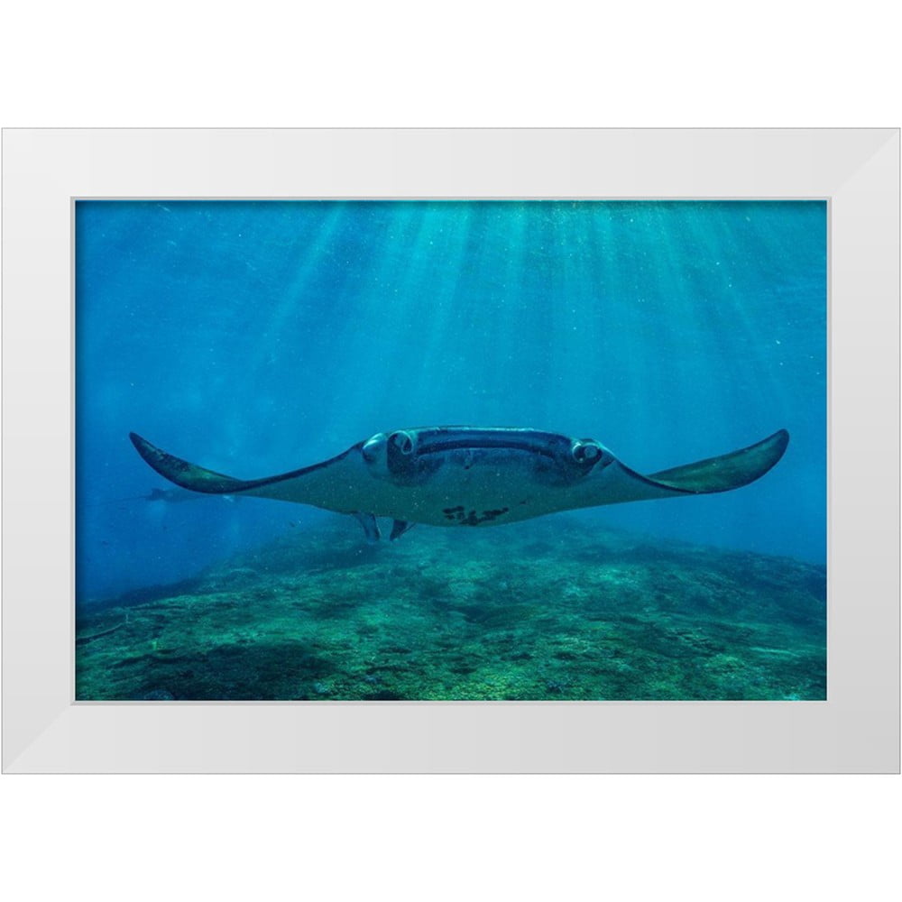 Fitzharris, Tim 18x13 White Modern Wood Framed Museum Art Print Titled ...