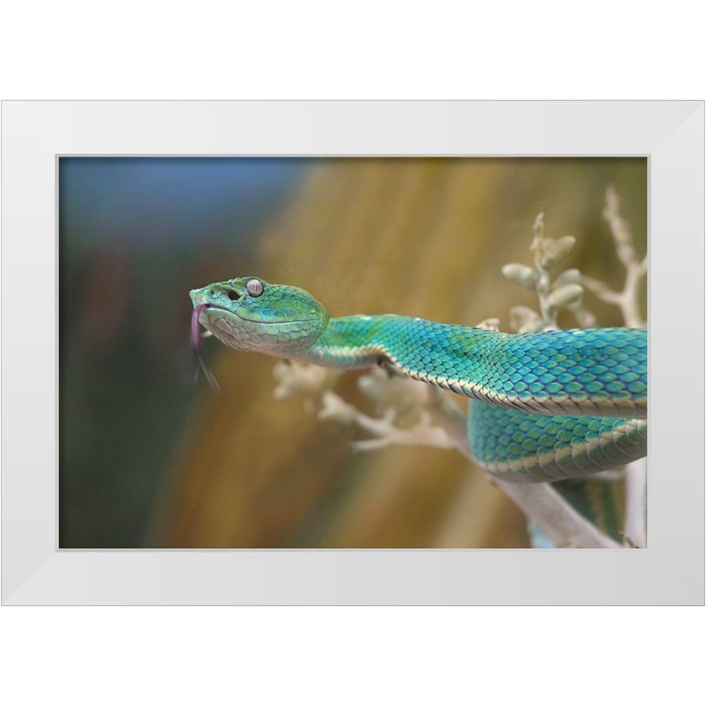 Fitzharris, Tim 18x13 White Modern Wood Framed Museum Art Print Titled ...