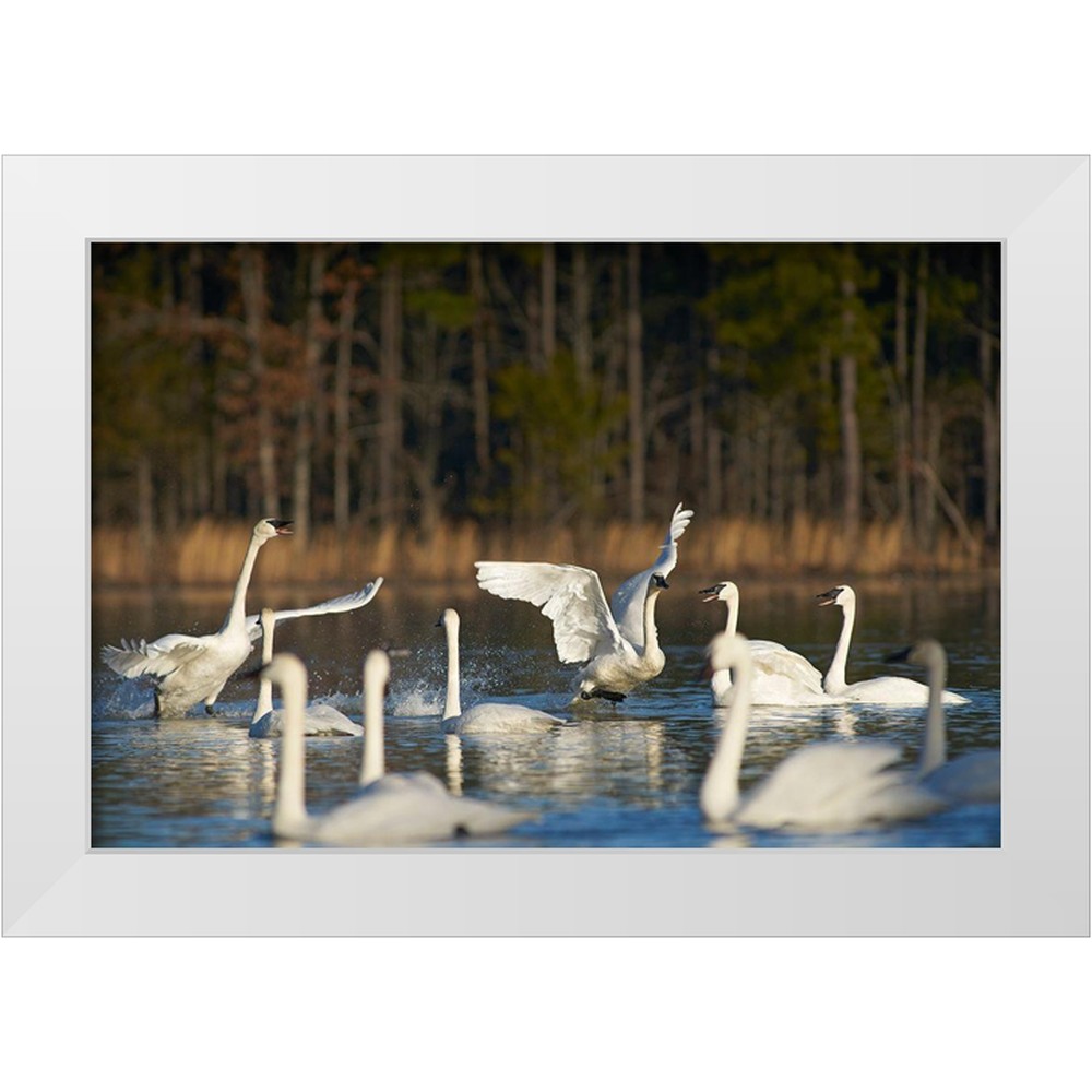 Fitzharris, Tim 18x13 White Modern Wood Framed Museum Art Print Titled ...