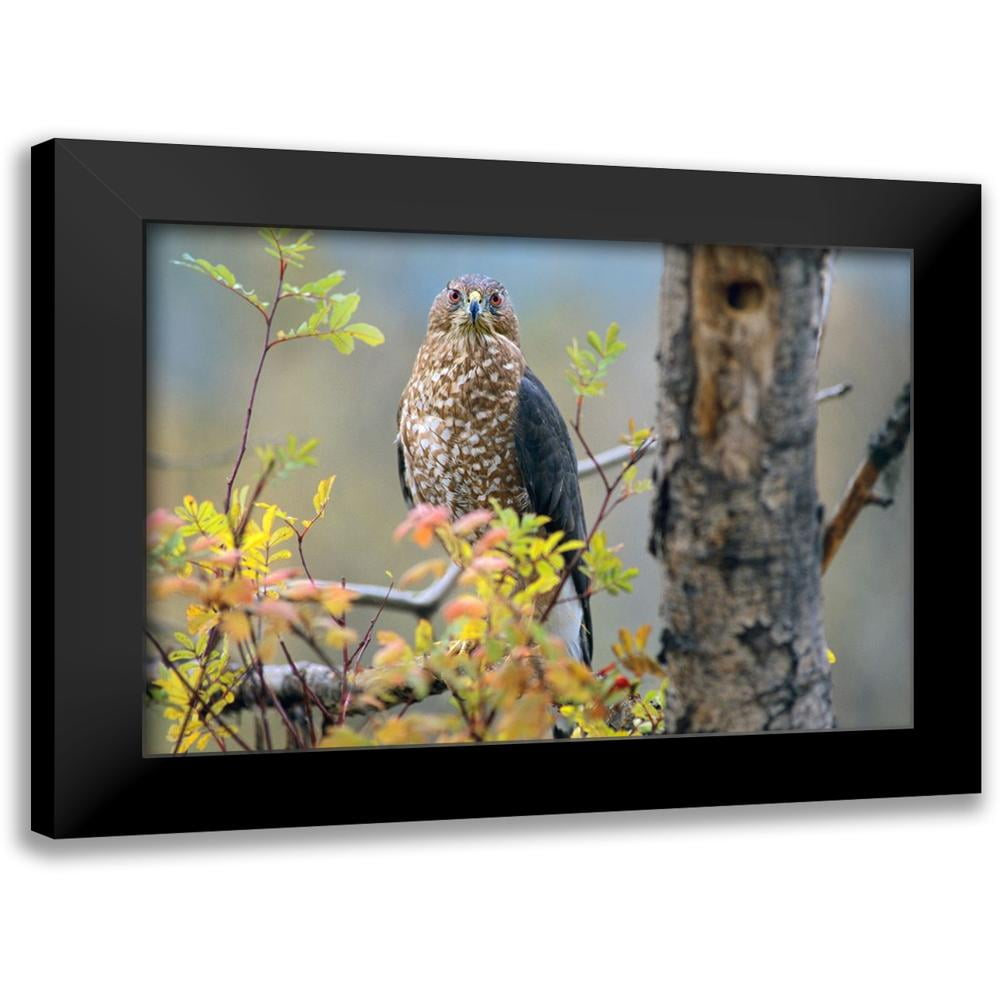 Fitzharris, Tim 18x14 Black Modern Framed Museum Art Print Titled ...