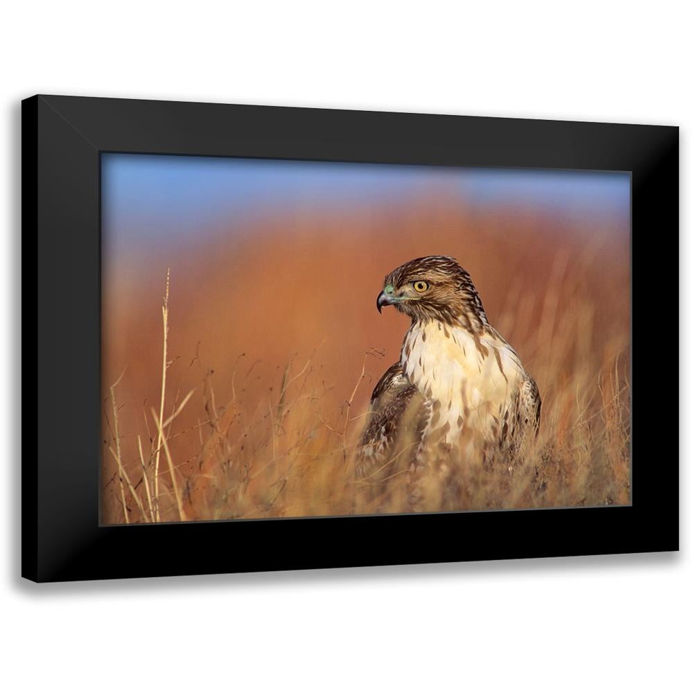 Fitzharris, Tim 18x14 Black Modern Framed Museum Art Print Titled ...