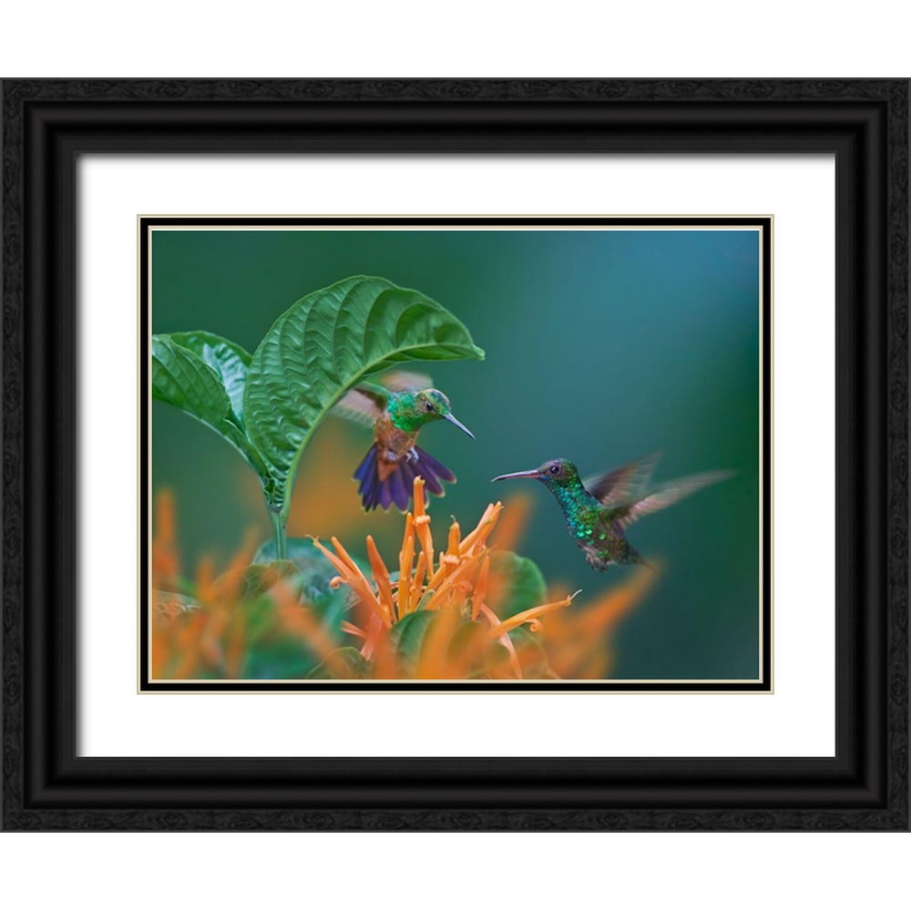 Fitzharris, Tim 18x14 Black Ornate Wood Framed with Double Matting ...