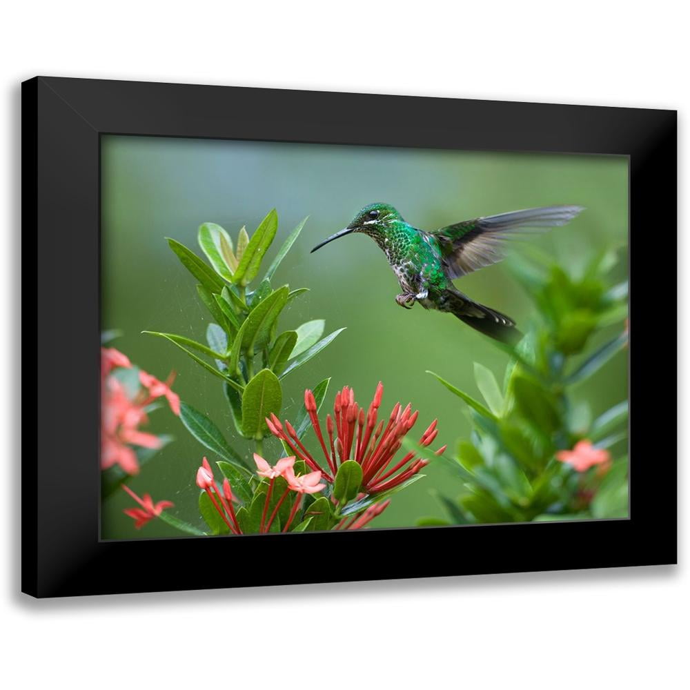 Fitzharris, Tim 18x15 Black Modern Framed Museum Art Print Titled ...