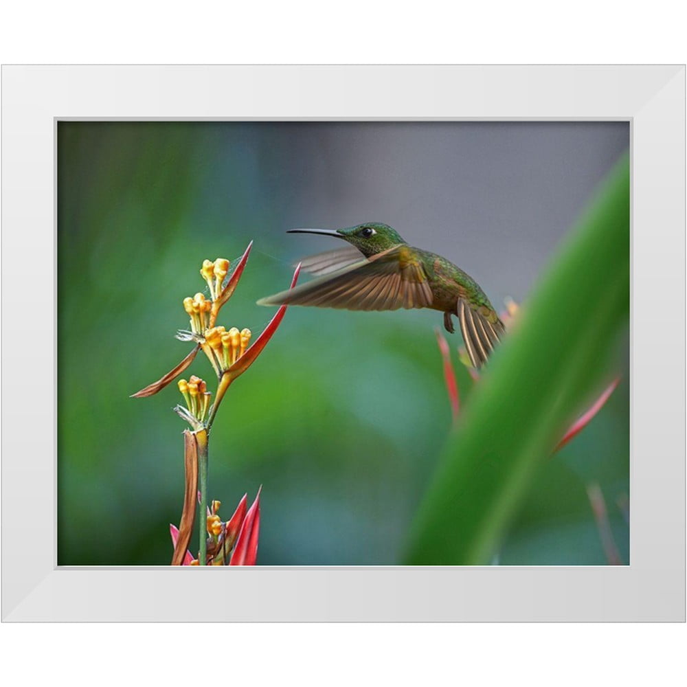 Fitzharris, Tim 18x15 White Modern Wood Framed Museum Art Print Titled ...