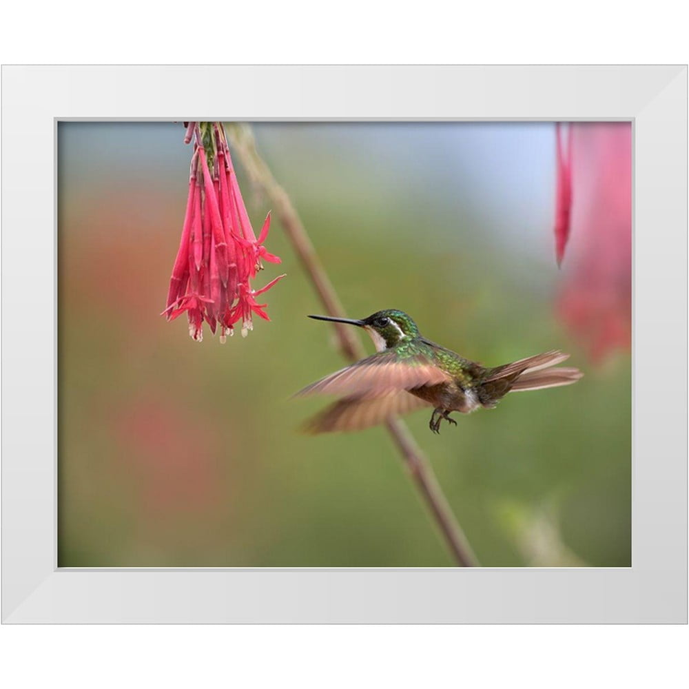 Fitzharris, Tim 18x15 White Modern Wood Framed Museum Art Print Titled ...