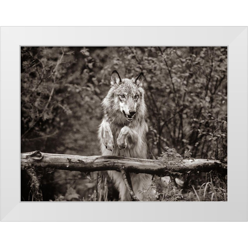 Fitzharris, Tim 18x15 White Modern Wood Framed Museum Art Print Titled ...
