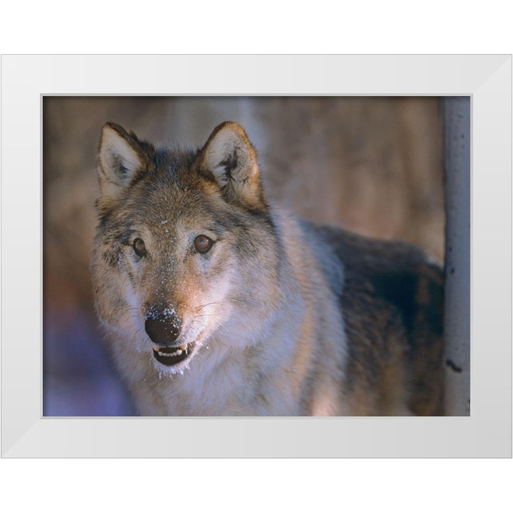 Fitzharris, Tim 18x15 White Modern Wood Framed Museum Art Print Titled - Gray wolf - Walmart.com