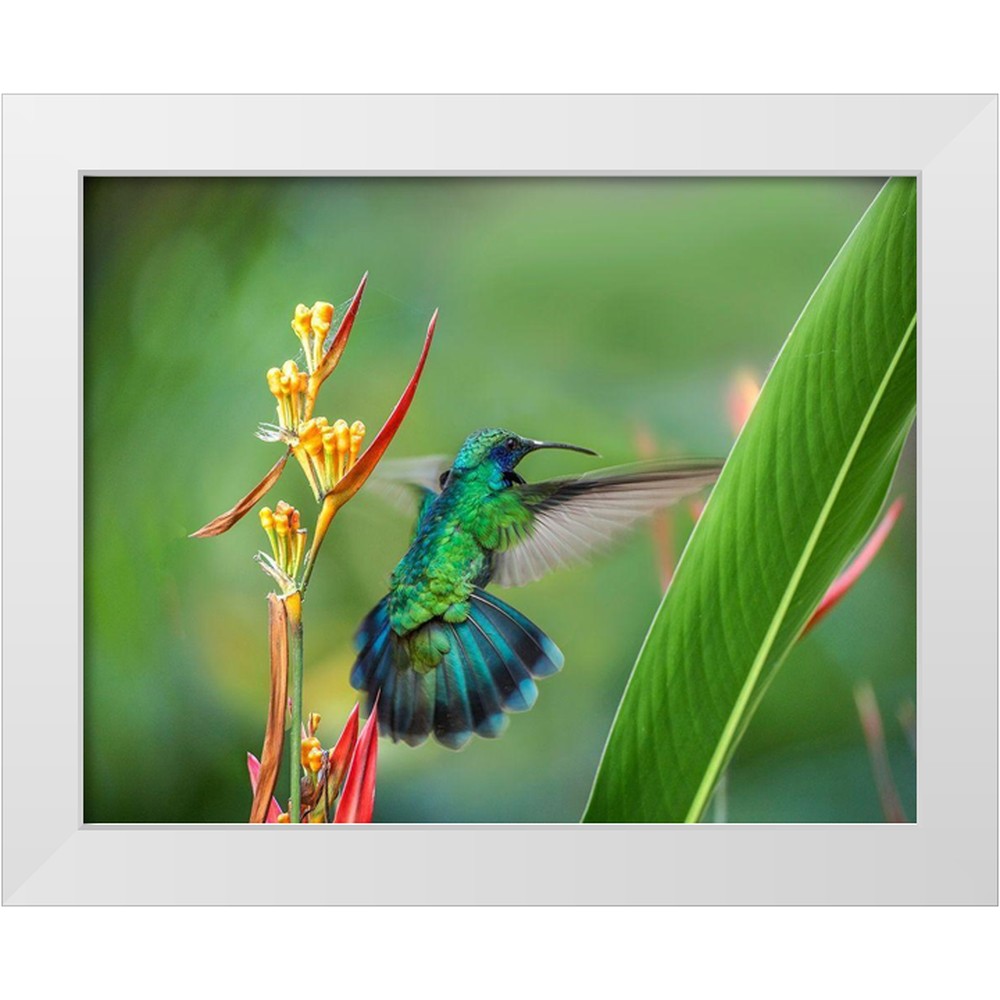 Fitzharris, Tim 18x15 White Modern Wood Framed Museum Art Print Titled ...