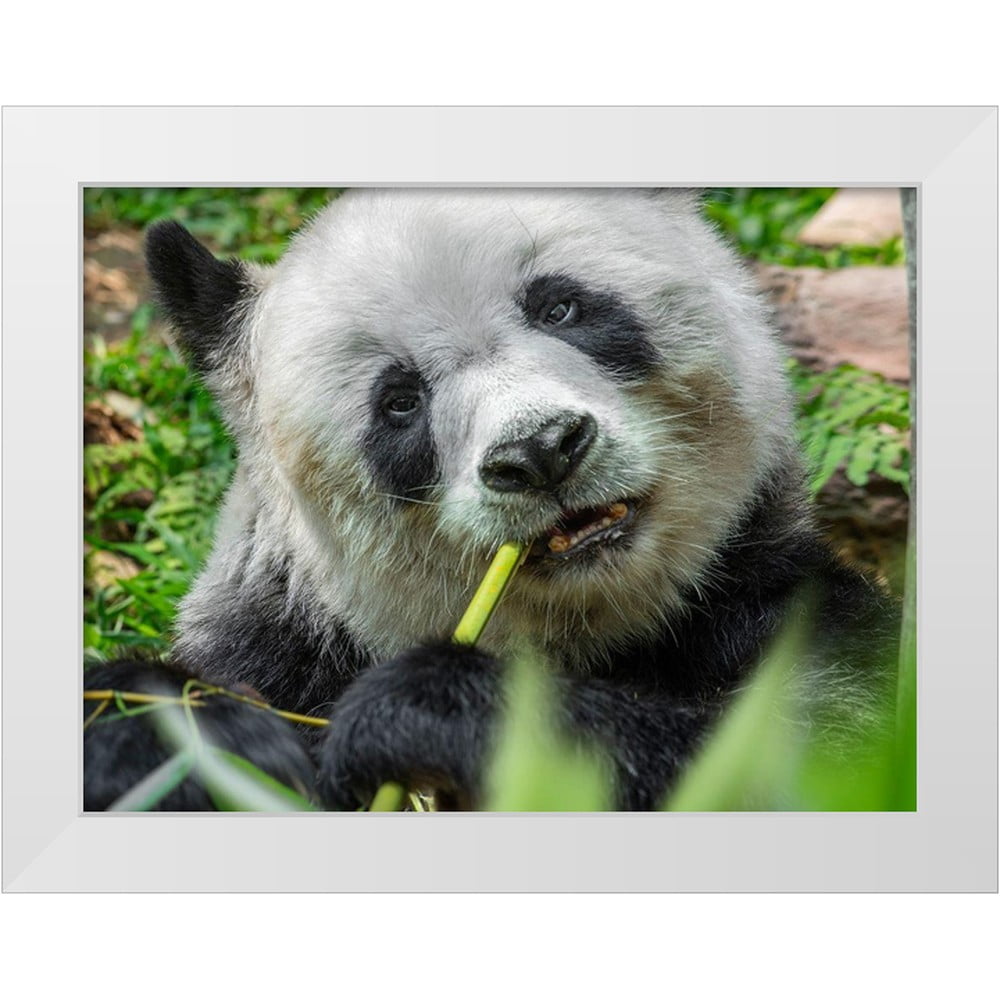 Fitzharris, Tim 18x15 White Modern Wood Framed Museum Art Print Titled ...