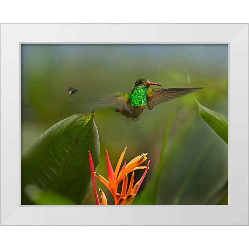 Fitzharris, Tim 18x15 White Modern Wood Framed Museum Art Print Titled ...