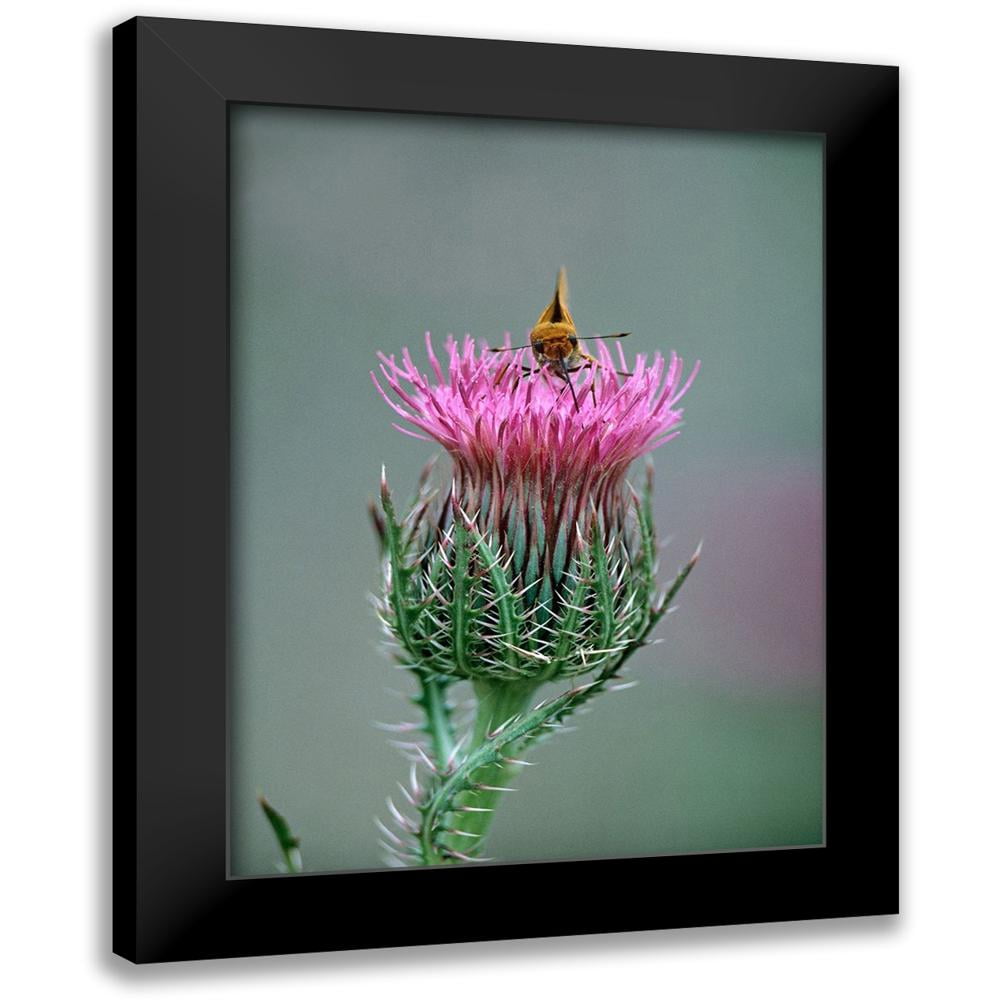 Fitzharris, Tim 19x24 Black Modern Framed Museum Art Print Titled ...