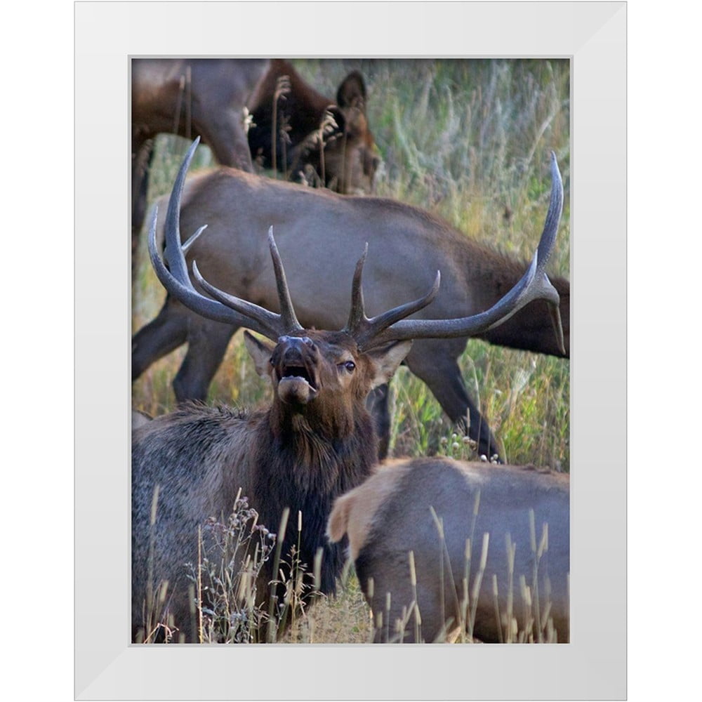 Fitzharris, Tim 19x24 White Modern Wood Framed Museum Art Print Titled ...