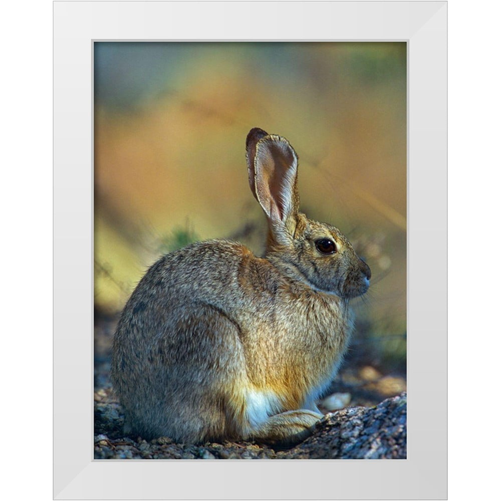 Fitzharris, Tim 19x24 White Modern Wood Framed Museum Art Print Titled ...