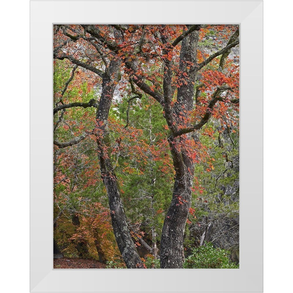 Fitzharris, Tim 19x24 White Modern Wood Framed Museum Art Print Titled ...