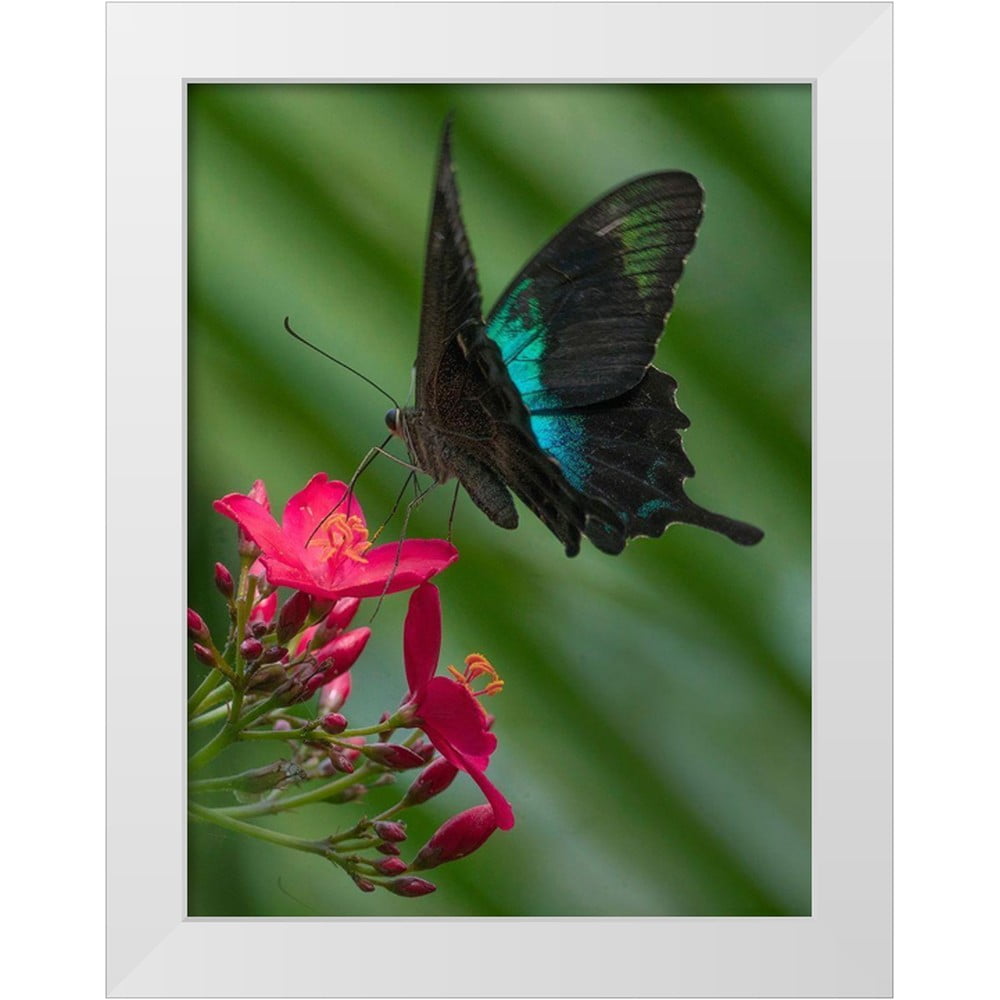 Fitzharris, Tim 19x24 White Modern Wood Framed Museum Art Print Titled ...