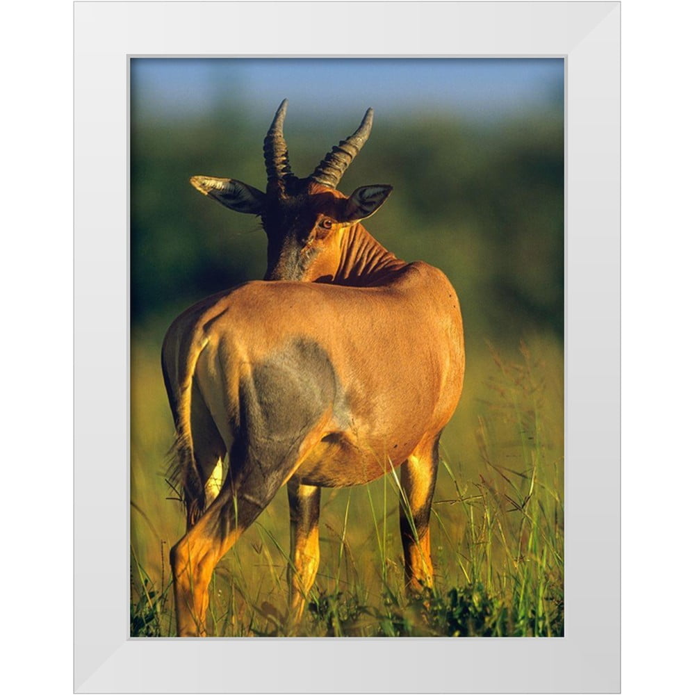 Fitzharris, Tim 19x24 White Modern Wood Framed Museum Art Print Titled ...