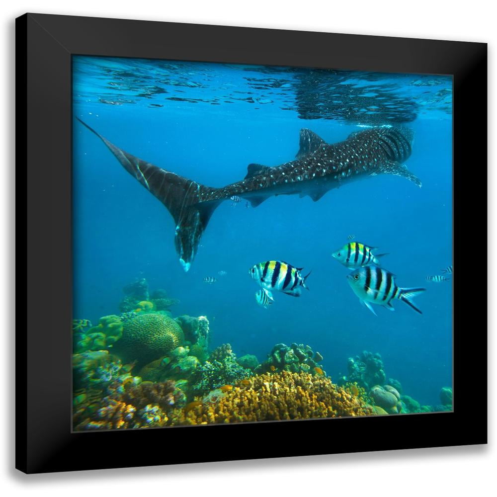 Fitzharris, Tim 20x20 Black Modern Framed Museum Art Print Titled ...