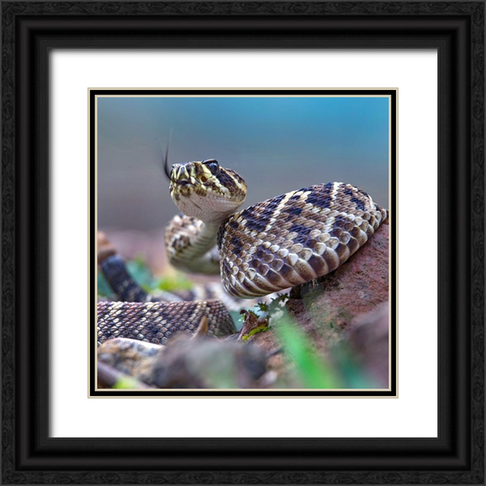 Fitzharris, Tim 20x20 Black Ornate Wood Framed with Double Matting ...