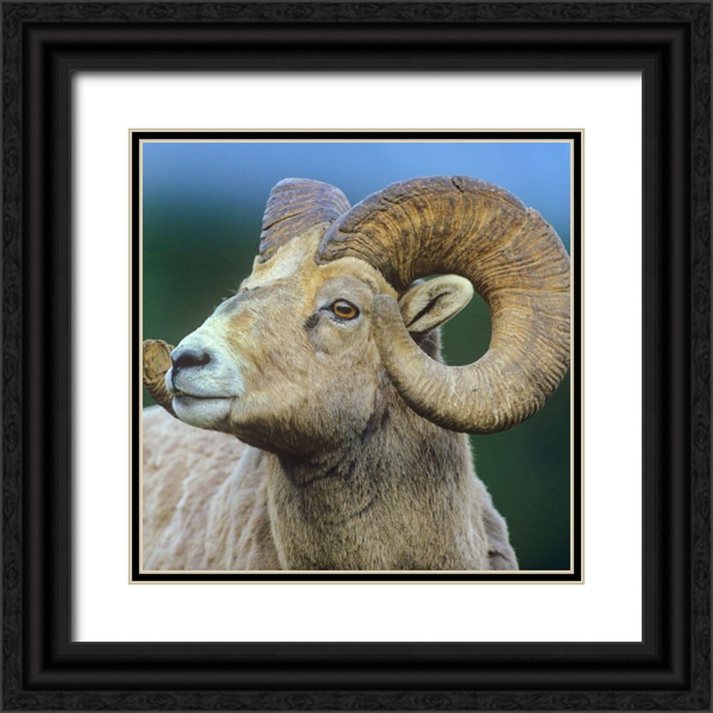 Fitzharris, Tim 20x20 Black Ornate Wood Framed with Double Matting ...