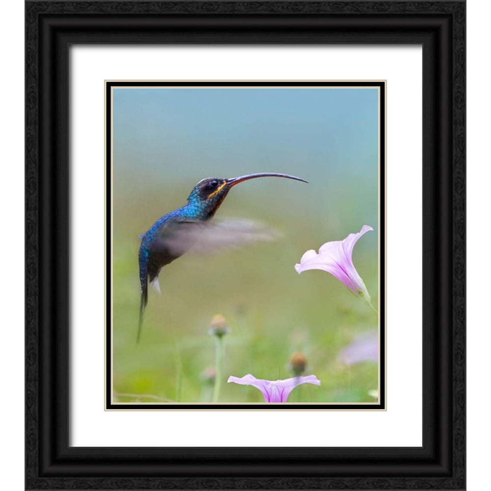 Fitzharris, Tim 20x23 Black Ornate Wood Framed with Double Matting ...