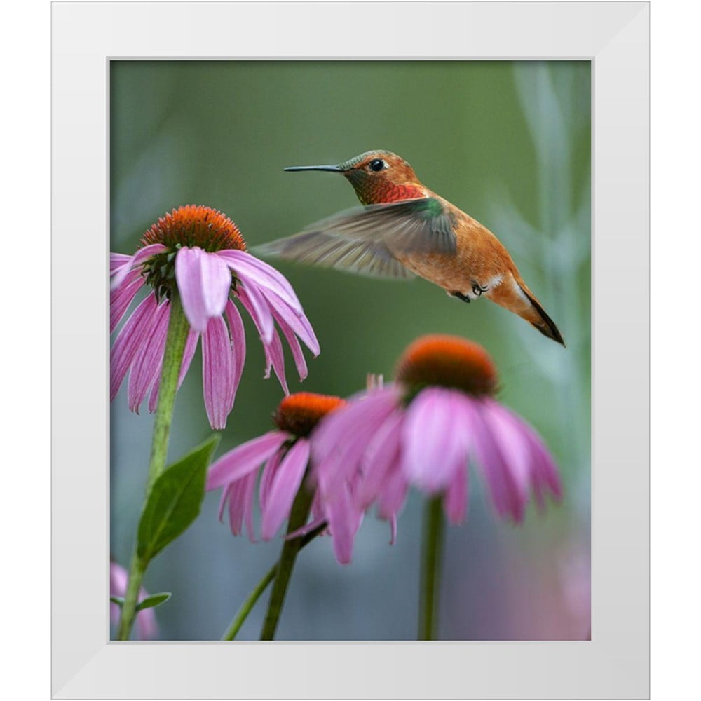 Fitzharris, Tim 20x23 White Modern Wood Framed Museum Art Print Titled - Rufous Hummingbird ...