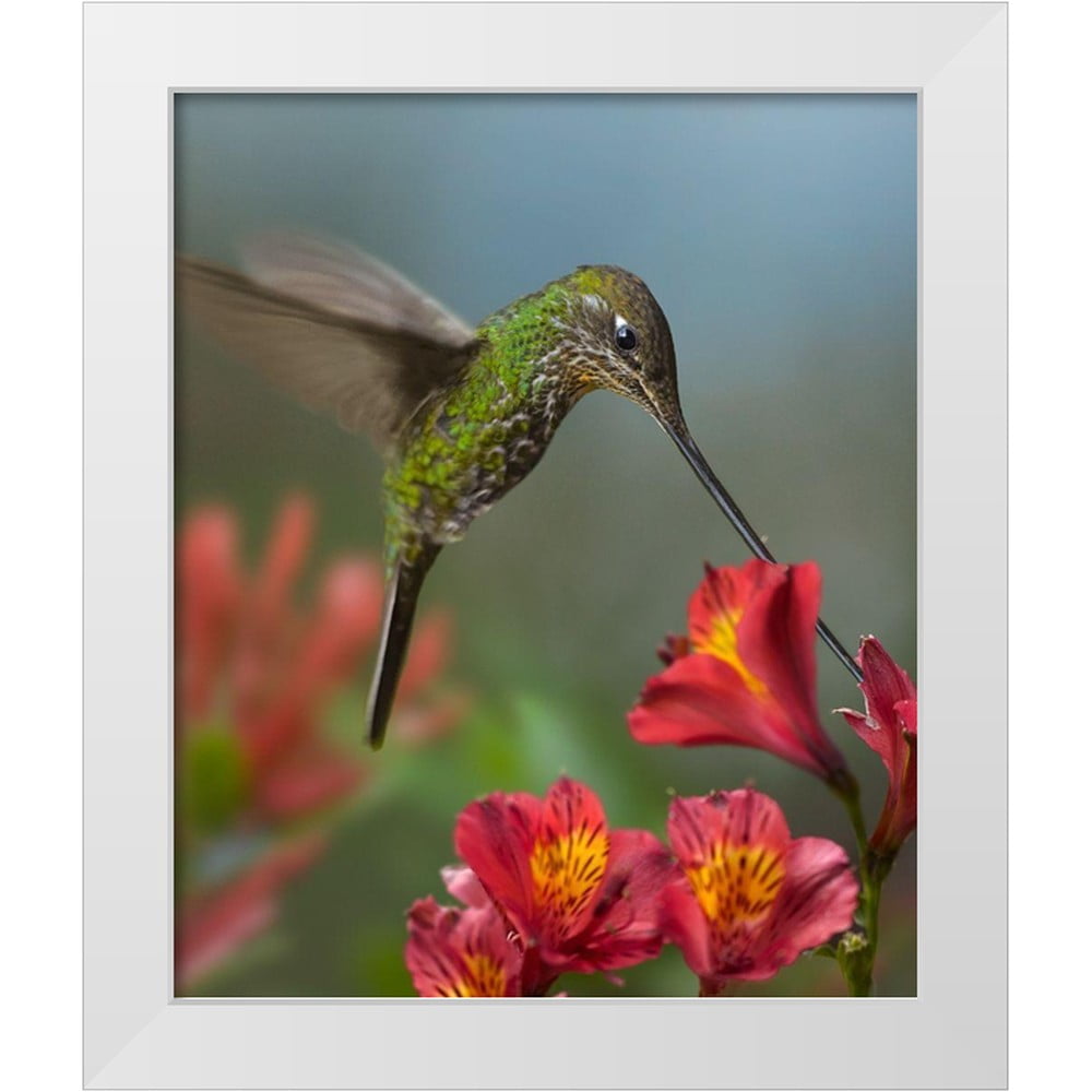 Fitzharris, Tim 20x23 White Modern Wood Framed Museum Art Print Titled - Sword-Billed ...