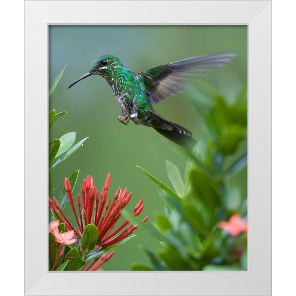 Fitzharris, Tim 20x24 White Modern Wood Framed Museum Art Print Titled ...