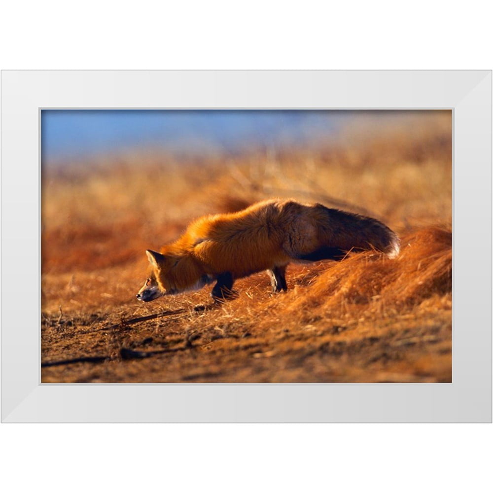 Fitzharris, Tim 24x17 White Modern Wood Framed Museum Art Print Titled ...