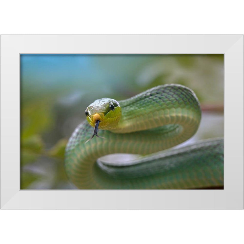 Fitzharris, Tim 24x17 White Modern Wood Framed Museum Art Print Titled ...