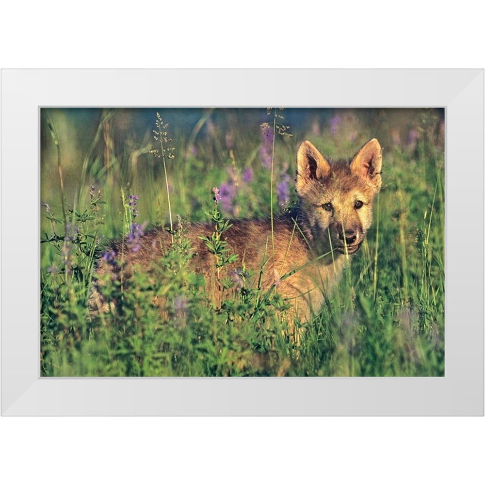 Fitzharris, Tim 24x17 White Modern Wood Framed Museum Art Print Titled ...