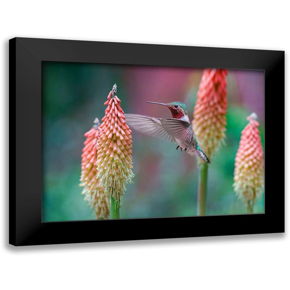 Fitzharris, Tim 24x19 Black Modern Framed Museum Art Print Titled ...